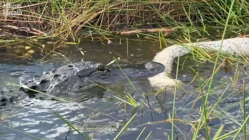 Alligator seen eating invasive python in Florida Everglades | Miami Herald