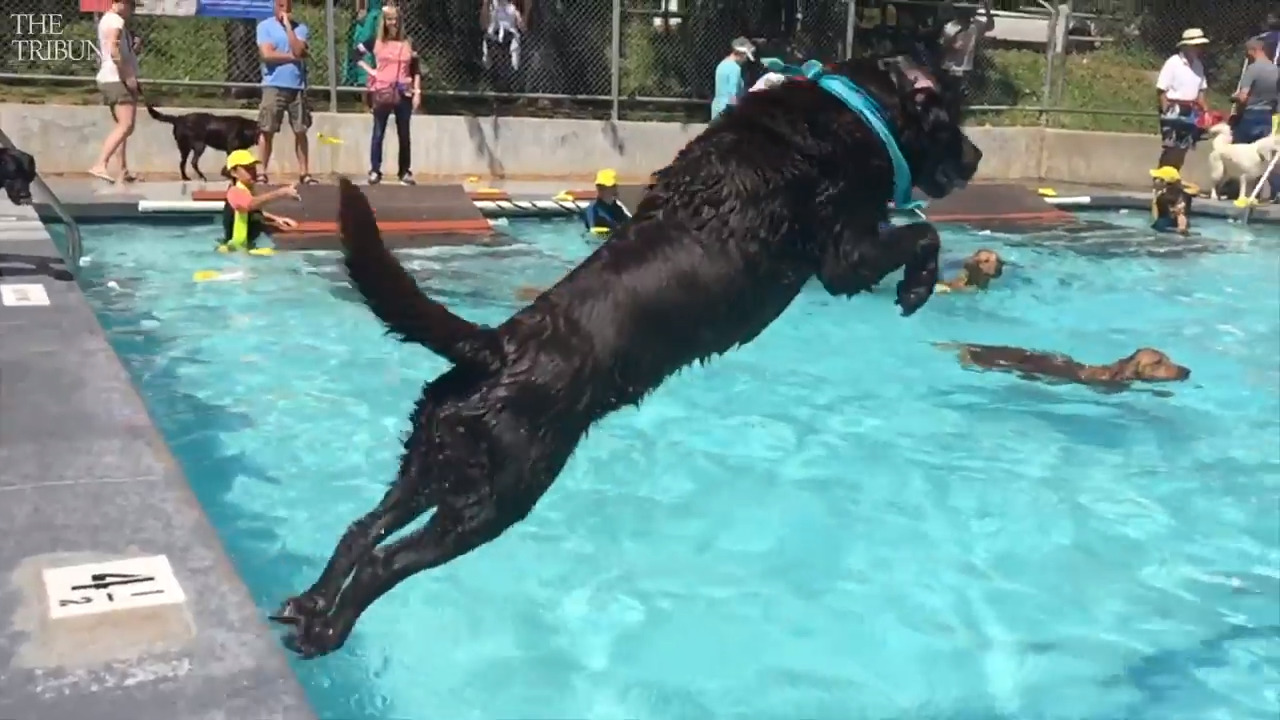 Parks-4-Pups holds Dog Splash Days at Templeton Pool | Charlotte Observer