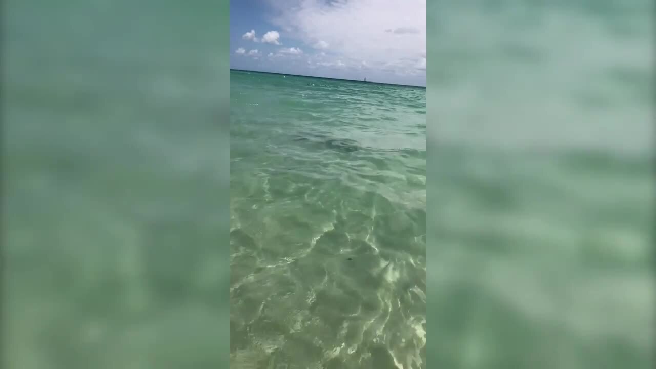 Video: Shark spotted close to shore in Miami Beach | Miami Herald