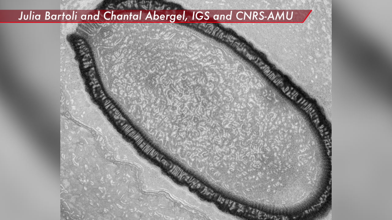 Plague Likely Existed Earlier Than Previously Thought | HuffPost Impact