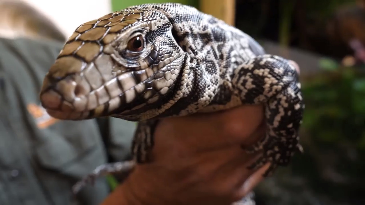 Big South American tegu lizards now in Georgia, state says | Macon ...