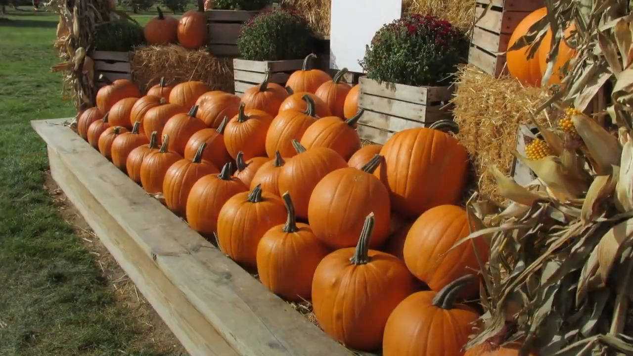 5 Sorprendentes Beneficios Para La Salud De Las Calabazas | El Nuevo Herald