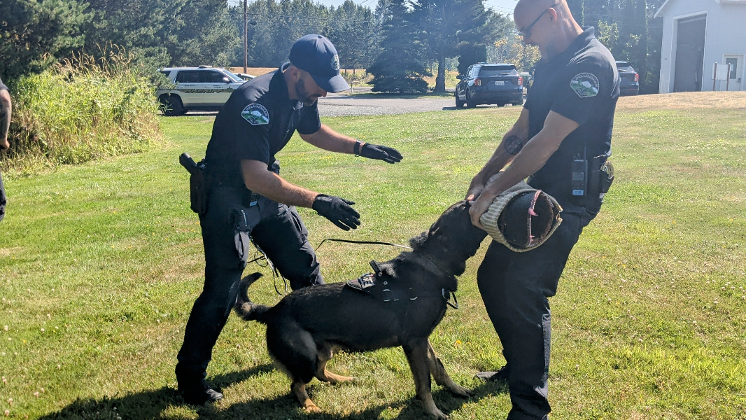 Watch a Bellingham Police Department K9 in training | Bellingham Herald