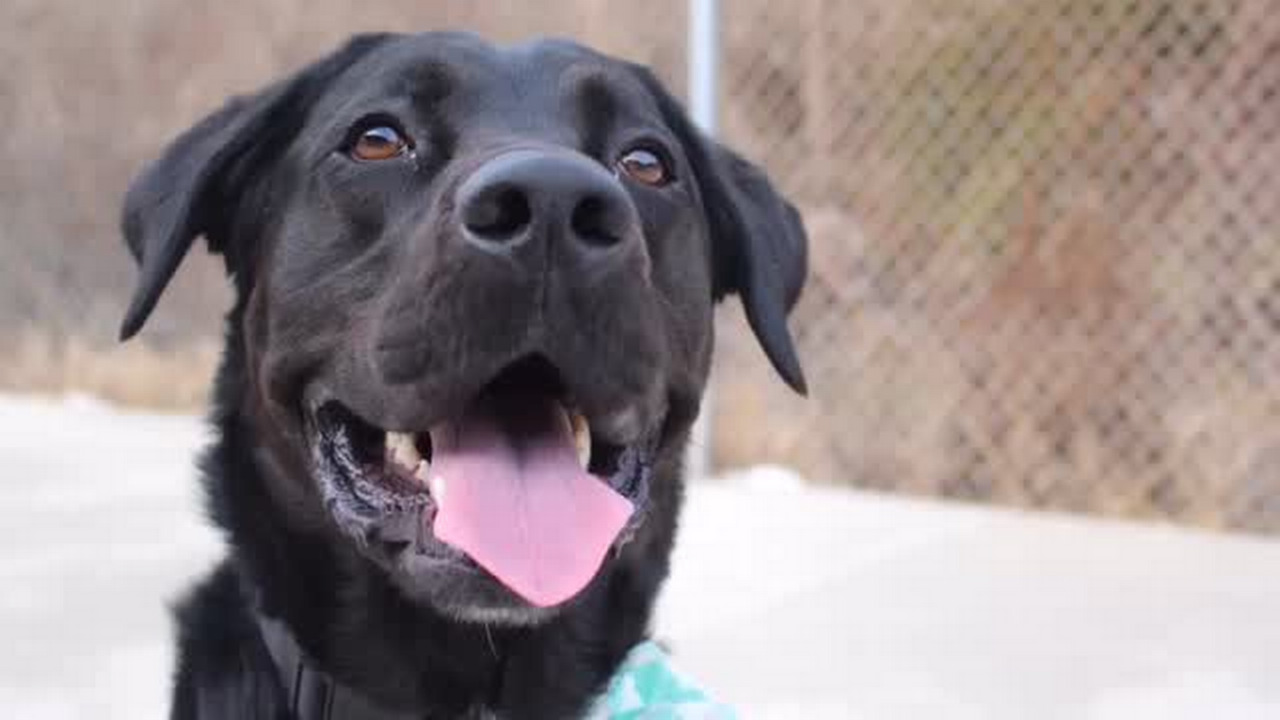 Is Henry the perfect four-legged running buddy for your home ...