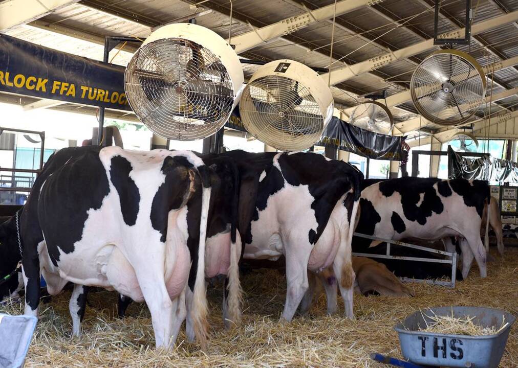 Dairy Cows Kept Cool At The Stanislaus County Fair | San Luis Obispo ...
