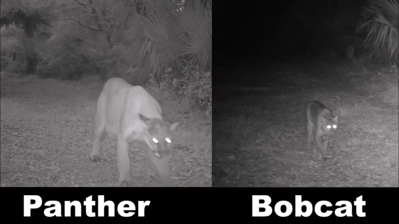 Florida panther and bobcat comparison | Miami Herald