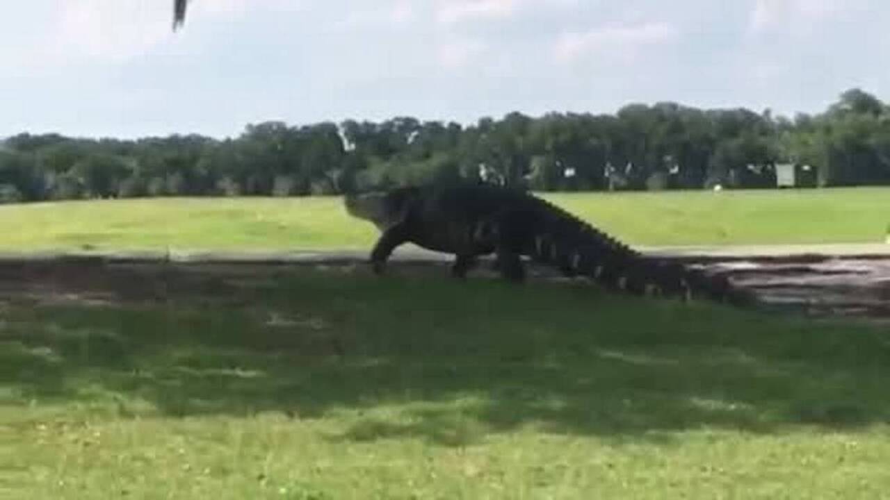 Giant gator walks through Florida golf course | Macon Telegraph