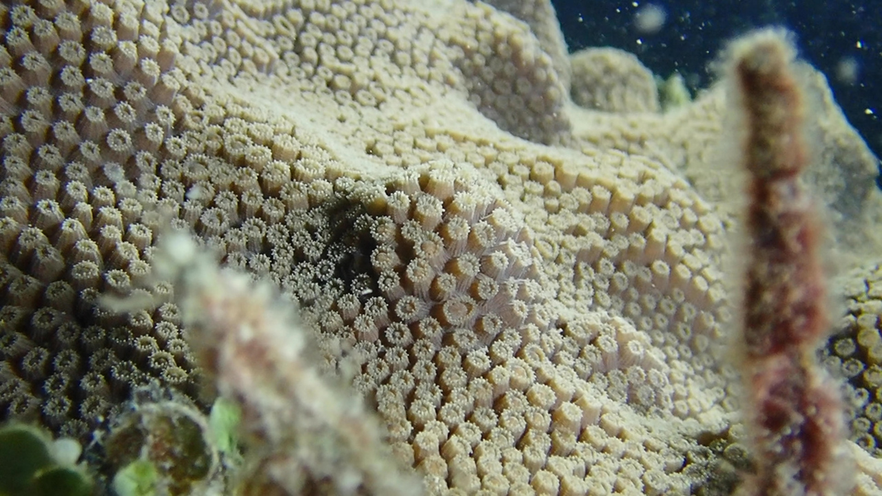 Heat that caused fish kill may lead to Florida coral bleaching | Miami ...