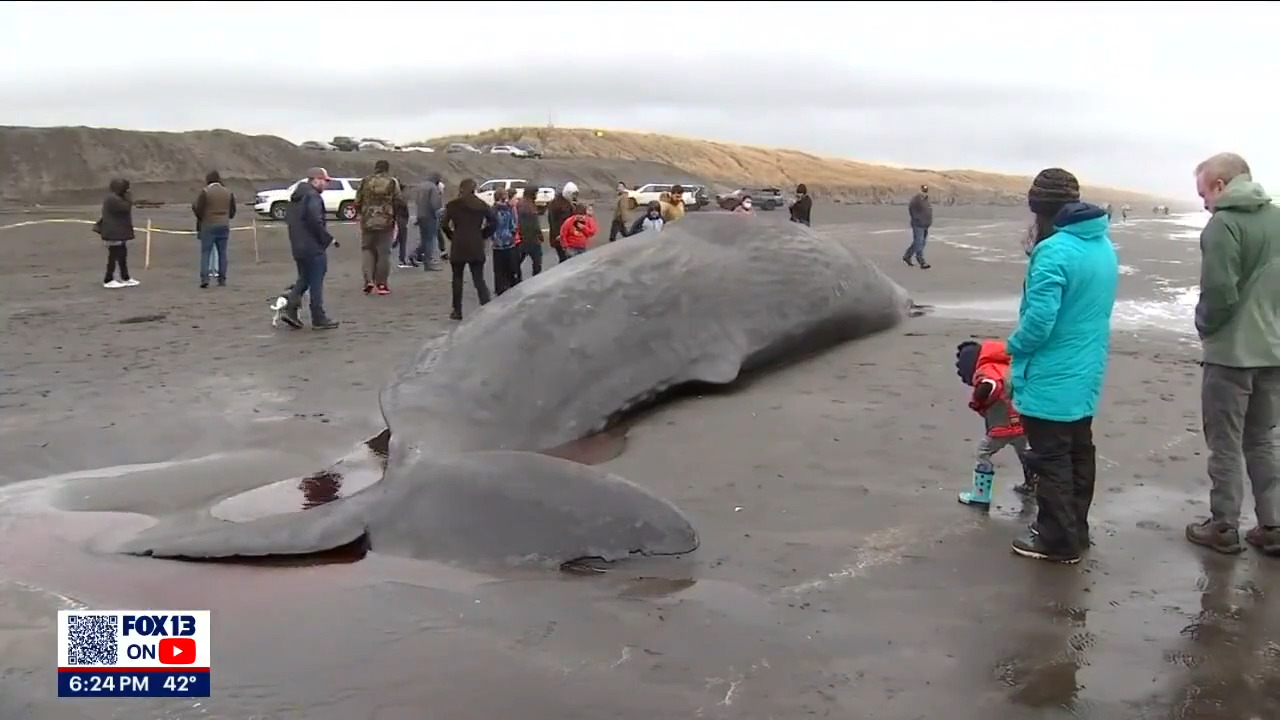 Sperm whale washes ashore at Oregon beach | Sacramento Bee