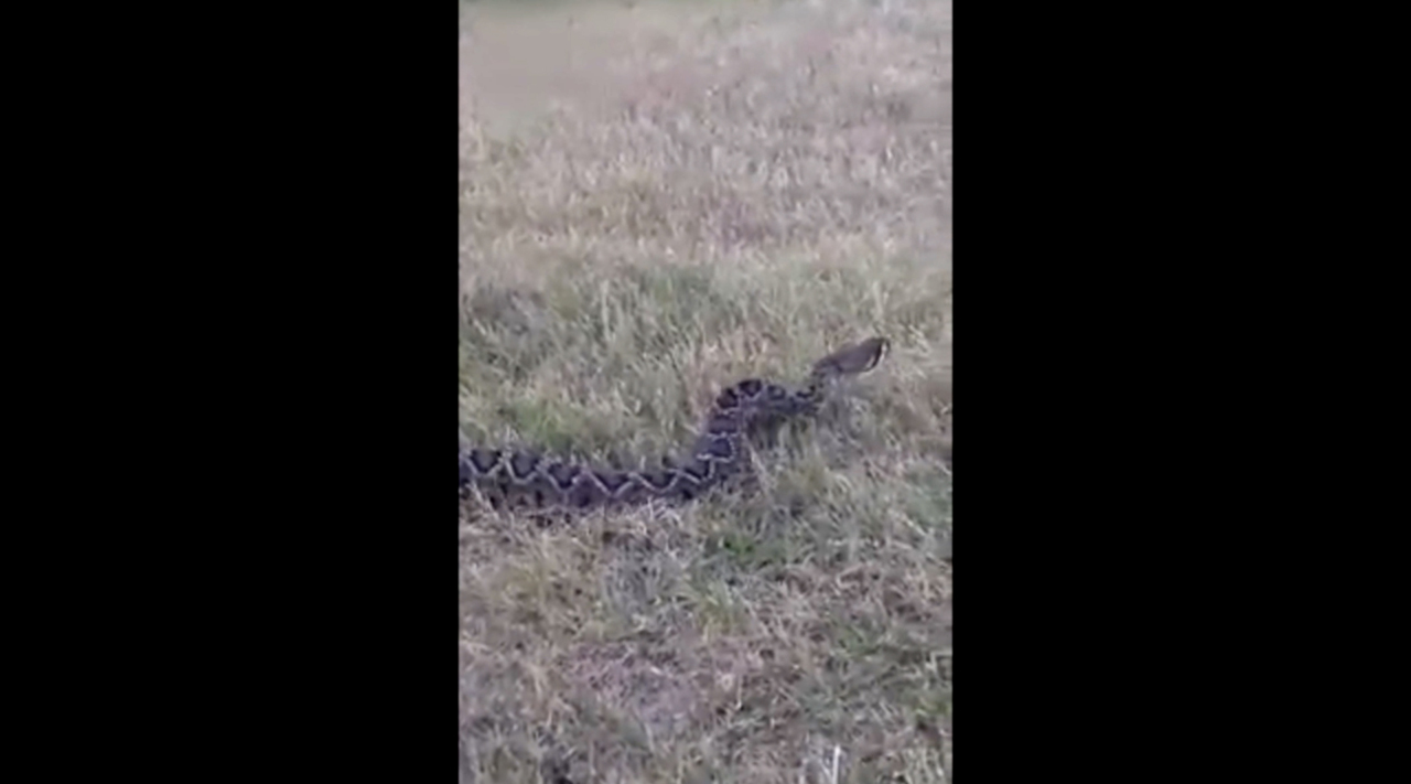Large rattlesnake spotted in Jacksonville, Florida, field | Tacoma News ...