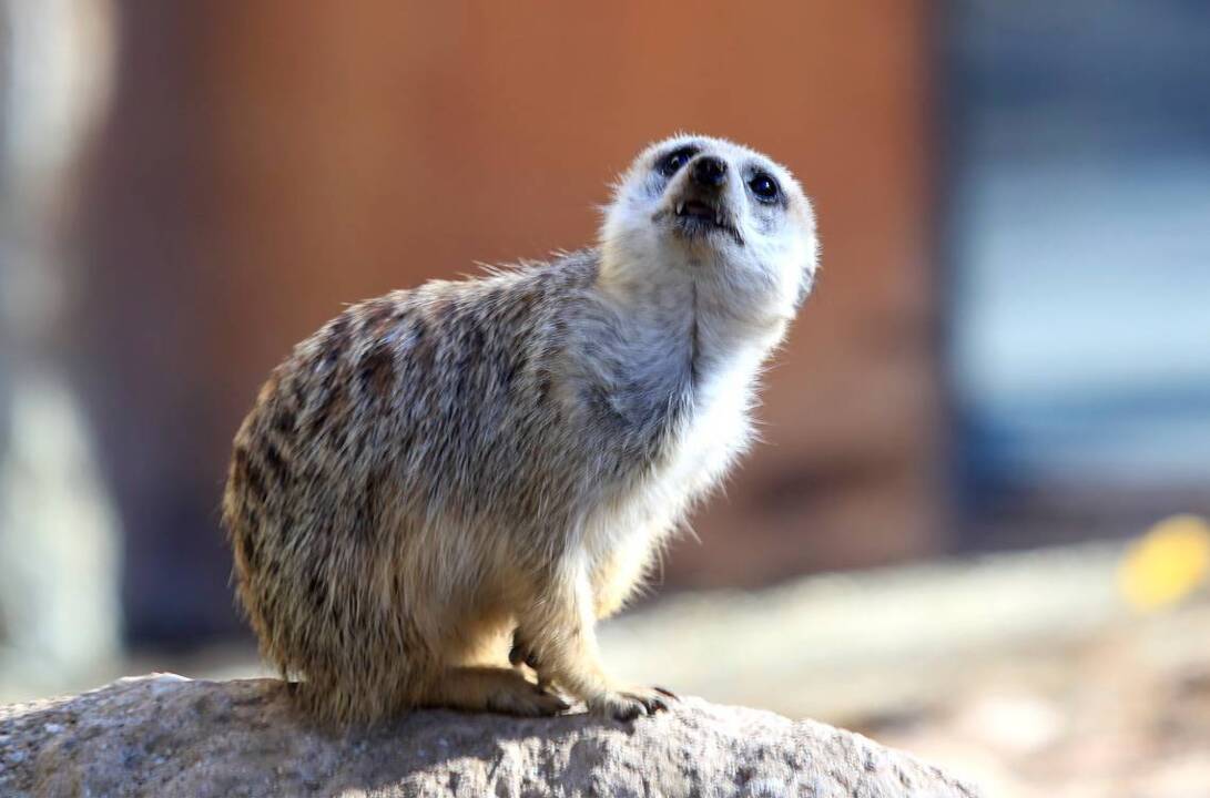 Animals gobble up Christmas treats at Charles Paddock Zoo in Atascadero ...