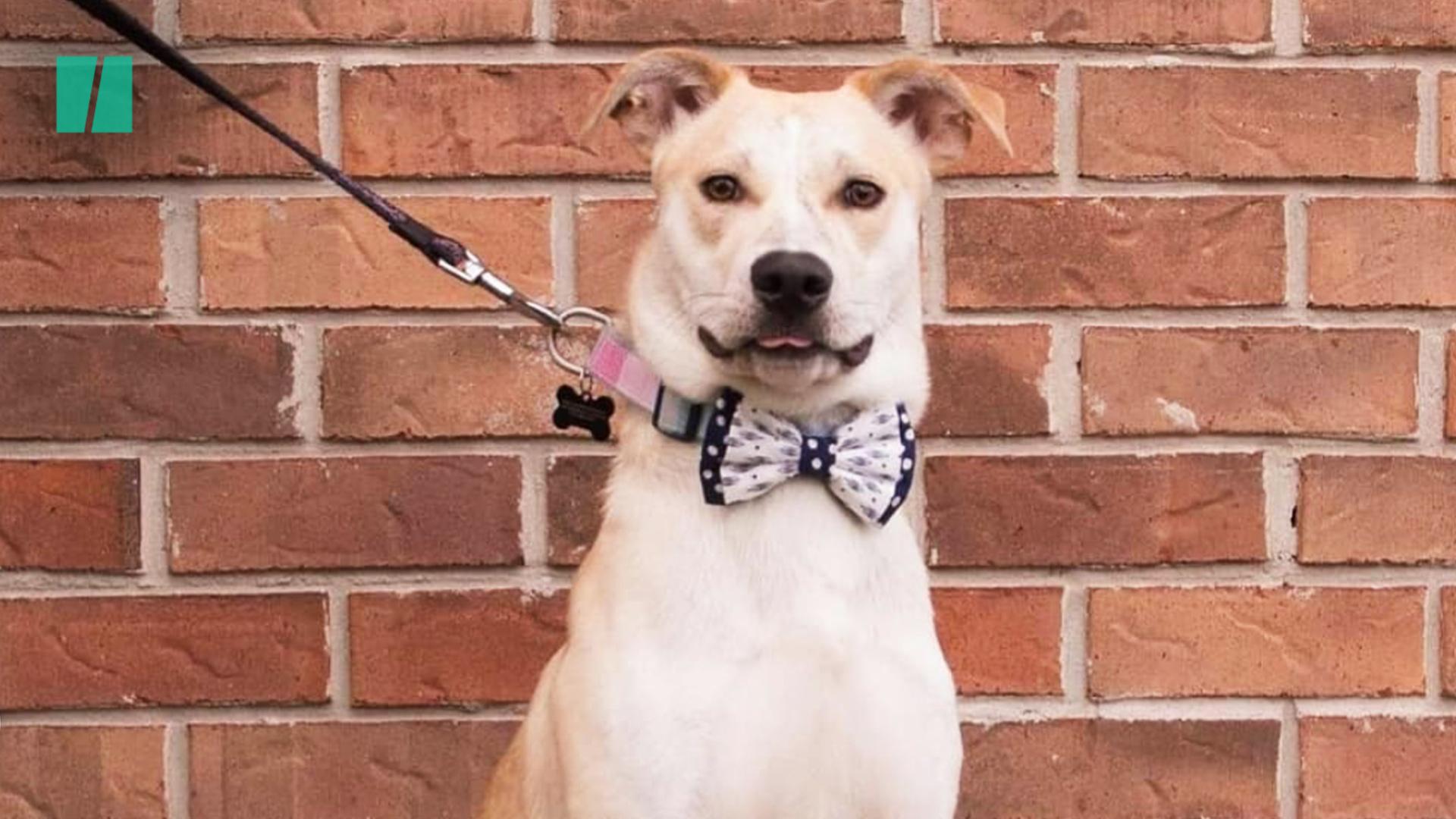 Animal Shelter Shares Hilariously Truthful Post About 110-Pound 'Hot ...