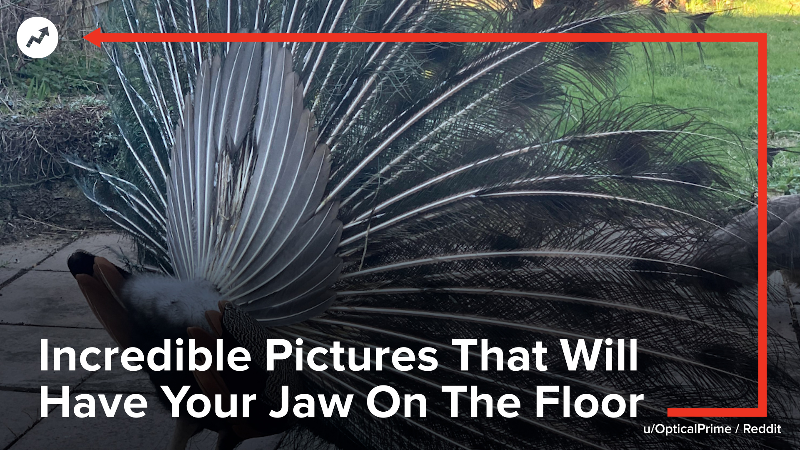 Famed Golfer Says Woman In Coma After Trying To Save His 6-Year-Old Son ...