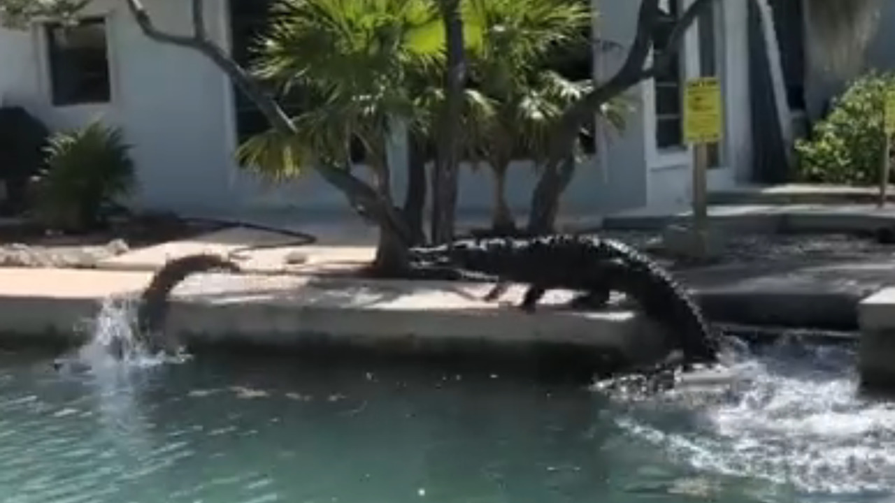 Florida Keys crocodile shows who rules the canal | Miami Herald