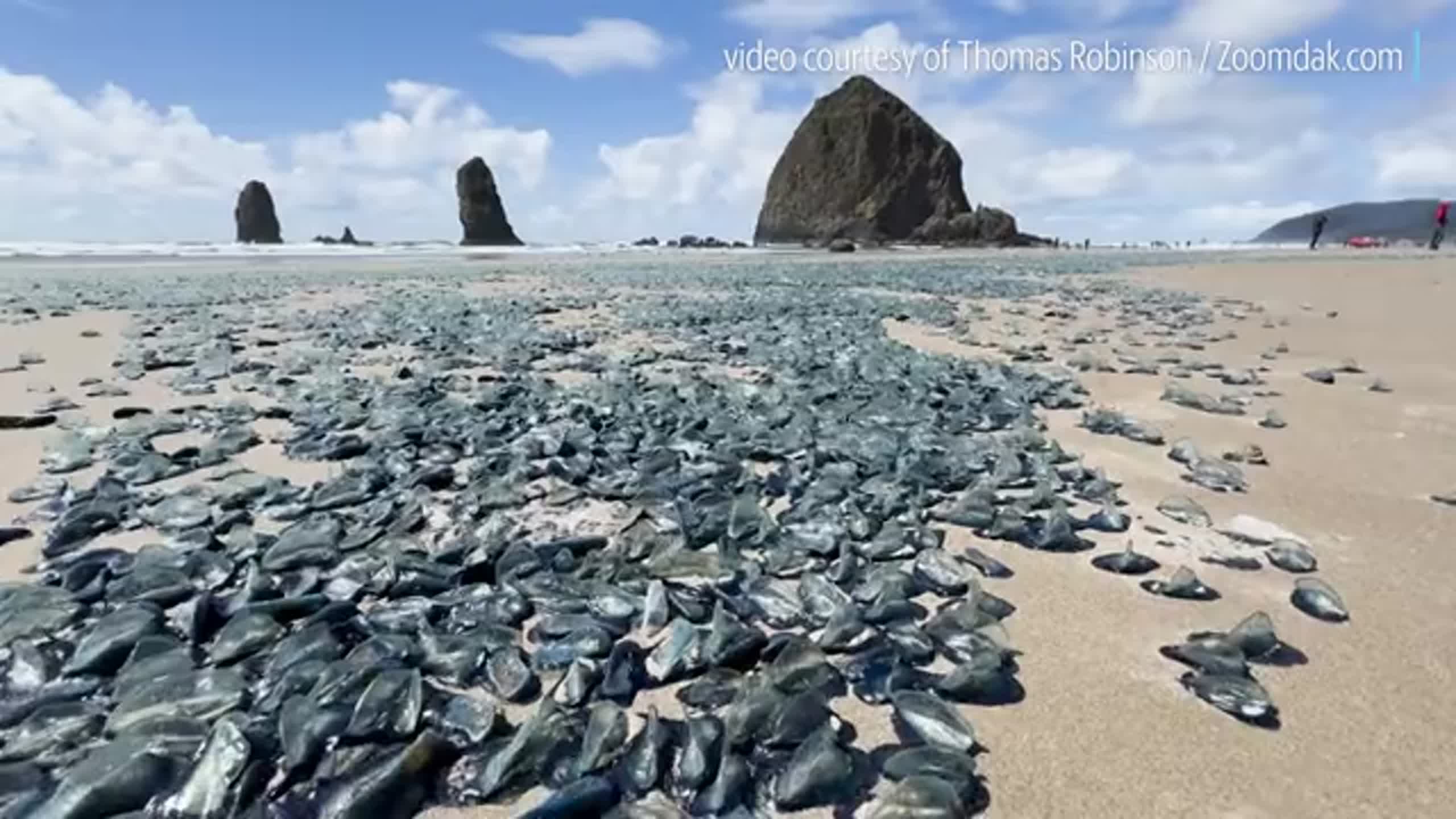 Blue sea creatures wash ashore on the west coast in Oregon | Tacoma ...