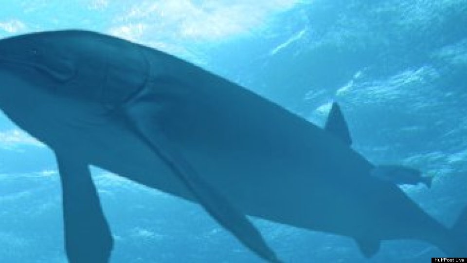 Largest Prehistoric Fish Known To Have Been About 50 Feet Long ...