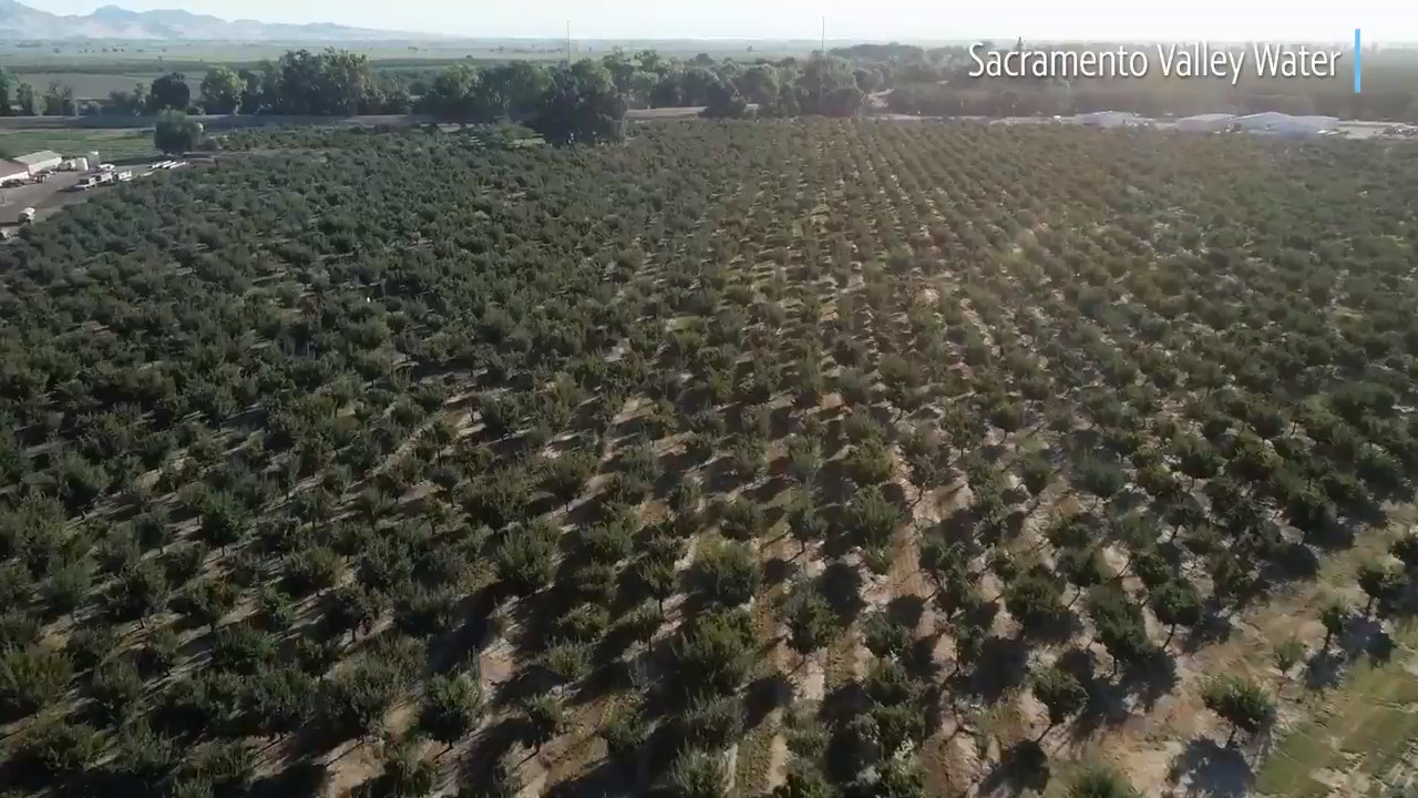 California farmers harvesting prune orchards, major crop | Fresno Bee