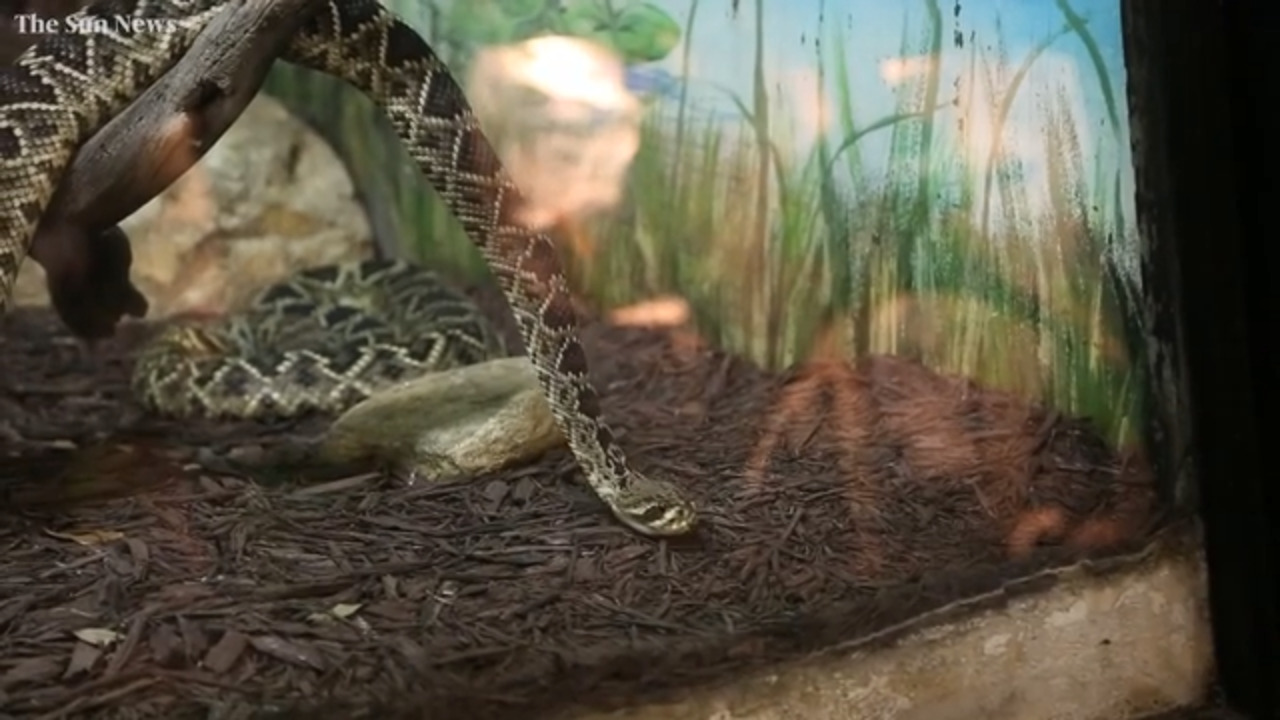 What kinds of venomous snakes are in Myrtle Beach area | Myrtle Beach ...