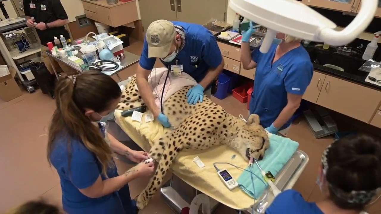 Zoo Miami cheetah gets an exam | Miami Herald