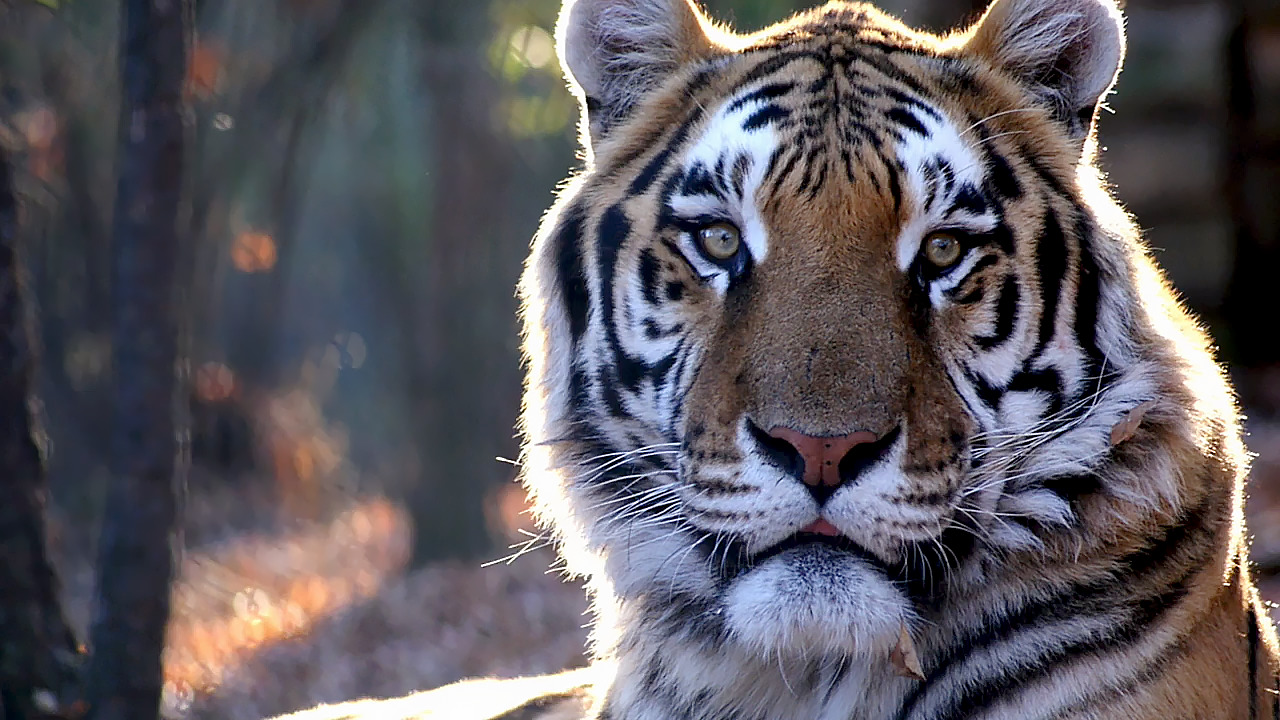Rajah, tiger found wandering on road, dies at NC rescue group | Raleigh ...