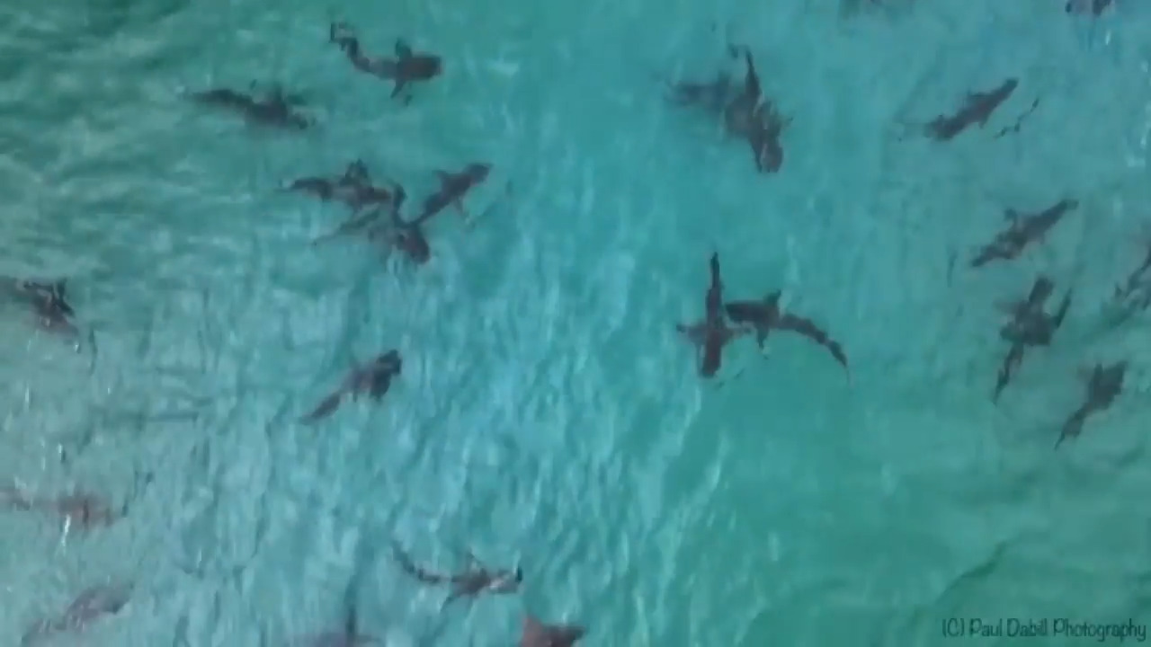 Video captures school of blacktip sharks off Florida | Miami Herald