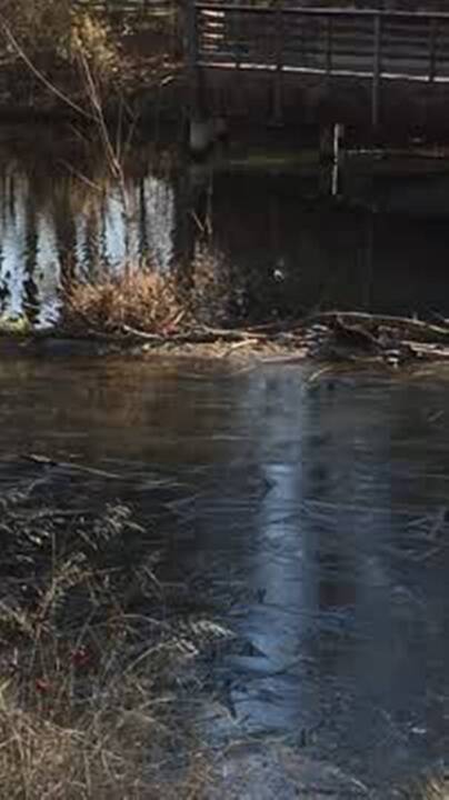 Mink runs across icy surface in Boise | Idaho Statesman