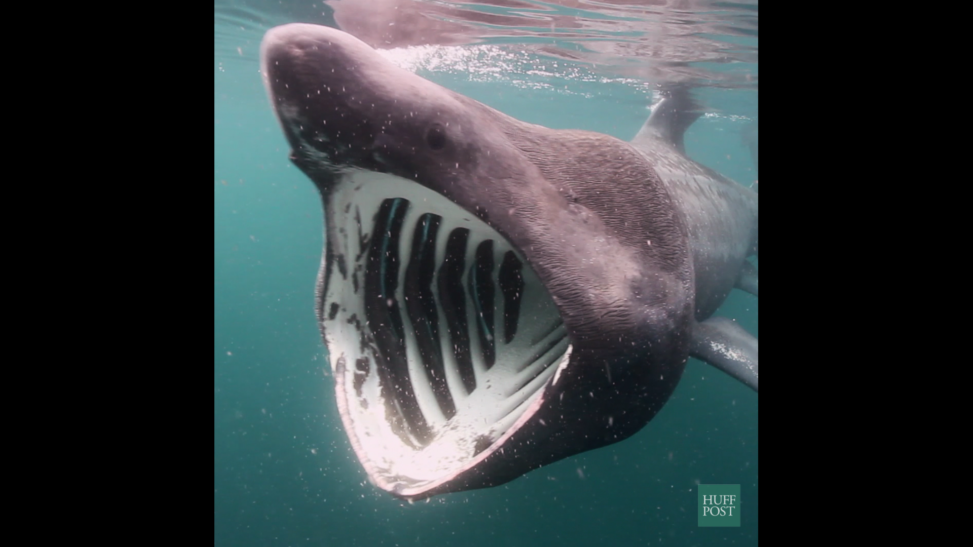 Boston Tourist Killed By Shark While Paddleboarding In Bahamas ...