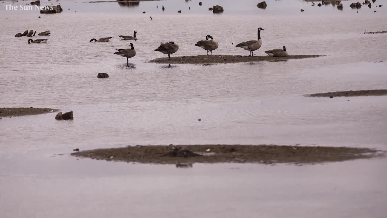 Lake Busbee already returning to swamp as Santee Cooper continues to ...