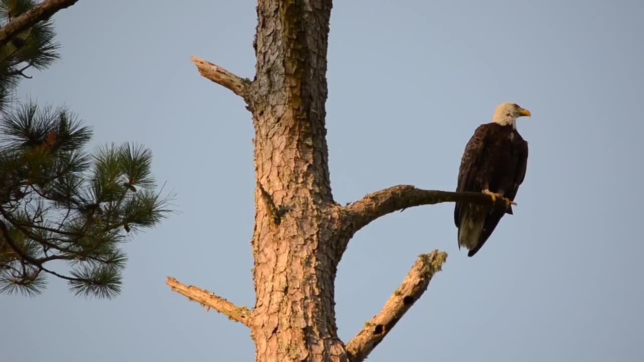 Bald eagle caught on video in Murrells Inlet, South Carolina | Myrtle ...