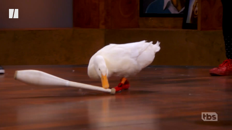 Wrinkle The Duck Helps Resurrect 'Stupid Pet Tricks' | HuffPost ...