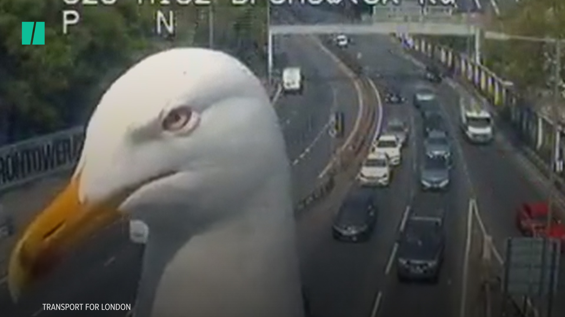 Seagulls Photobomb Traffic Camera And Fly Away With Viral Fame ...