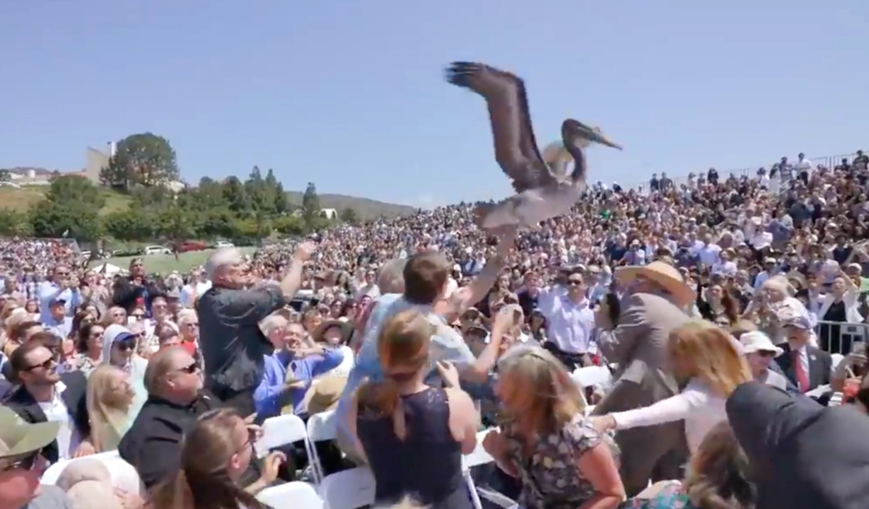 Watch pelicans dive bomb Pepperdine graduation ceremony crowd ...