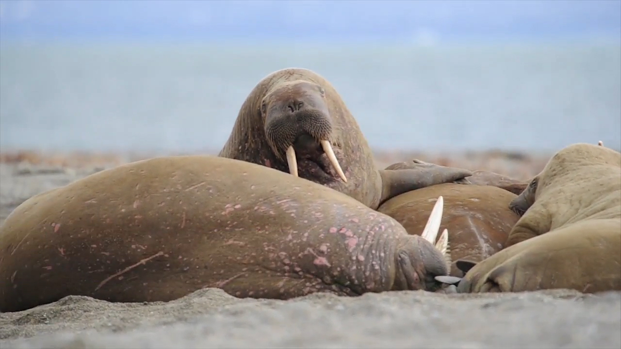 Rescued Baby Walrus Prescribed 'Round The Clock Cuddling' | HuffPost Impact