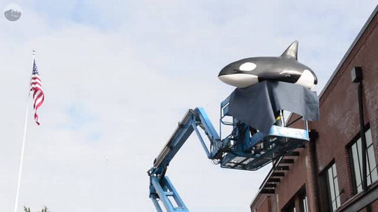 Orca Building in Fairhaven gets new orca sculpture installed ...