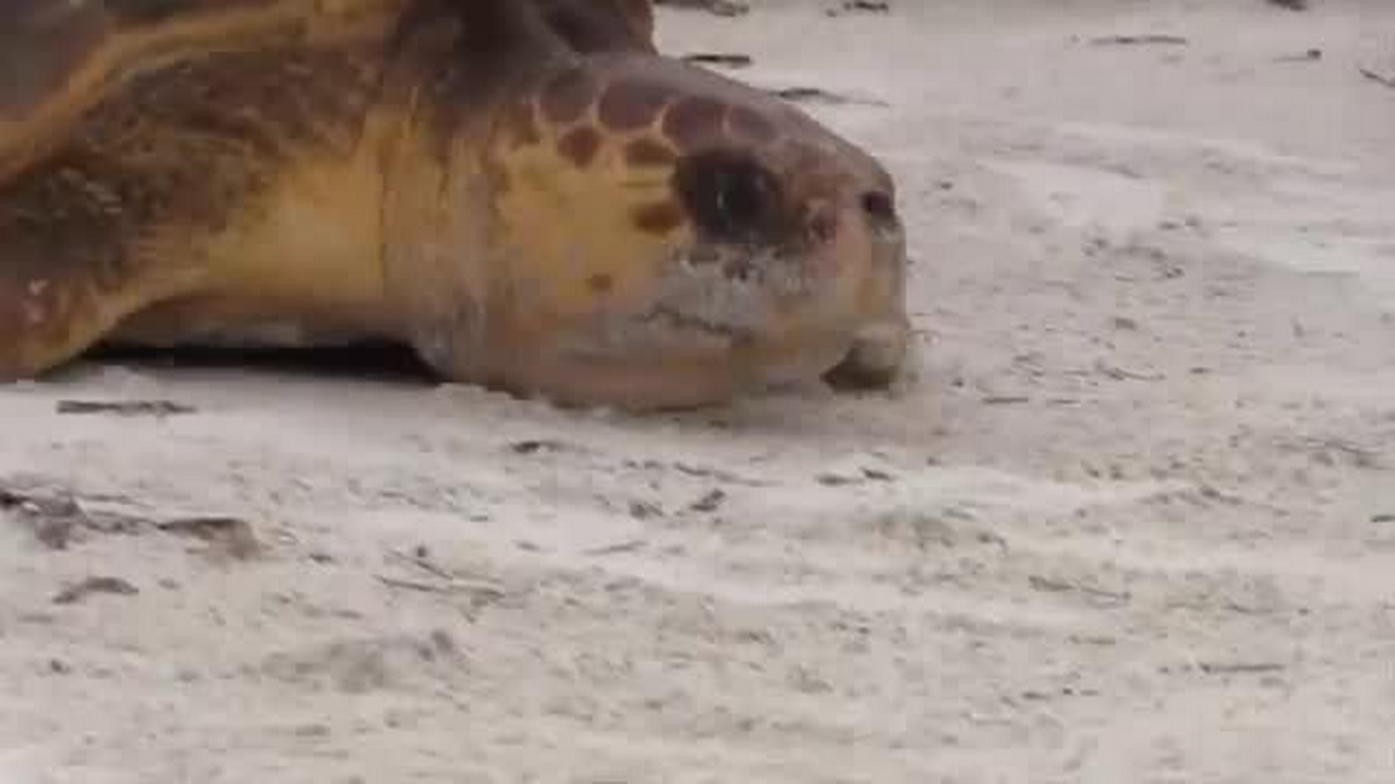 Anna Maria Island Sea Turtle Watch tracking Amie the loggerhead turtle ...