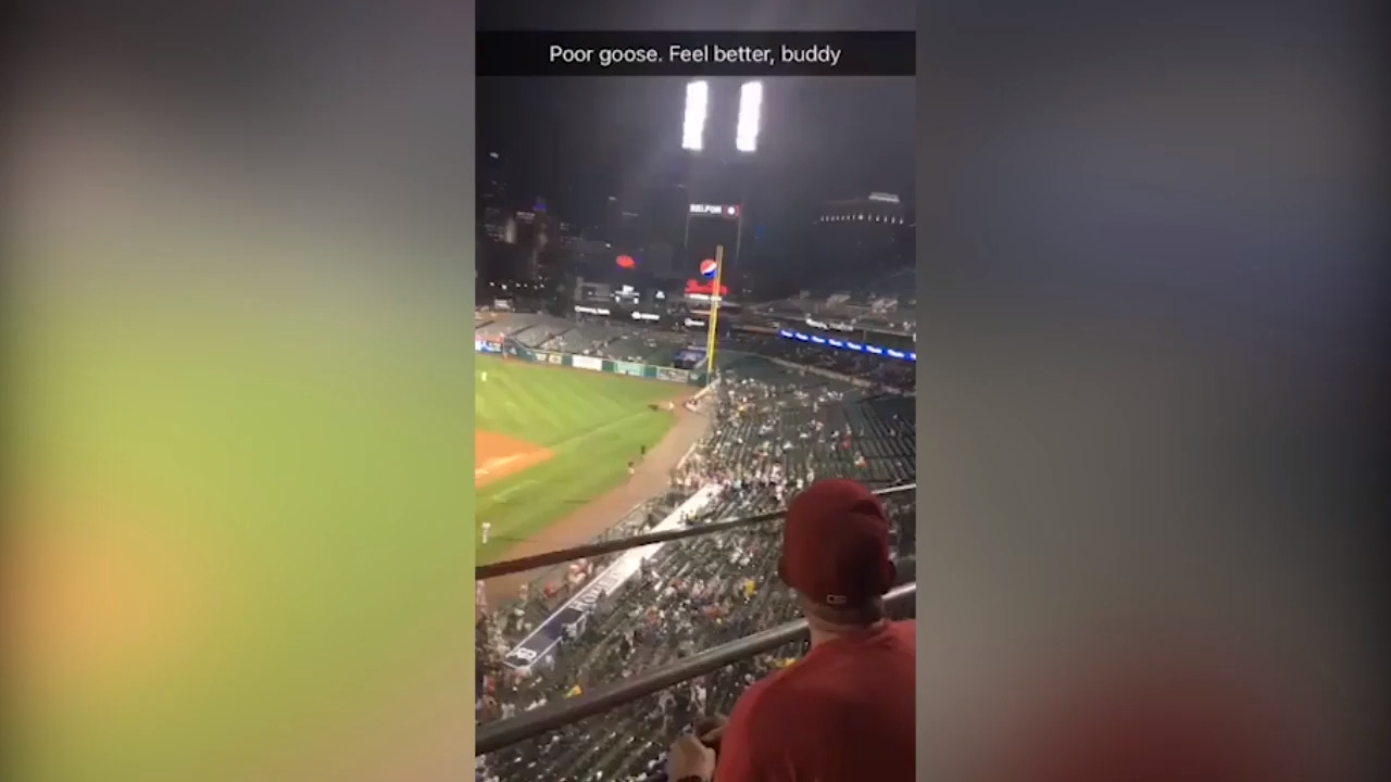 Tigers' "Rally Goose" crashes into scoreboard during baseball game ...
