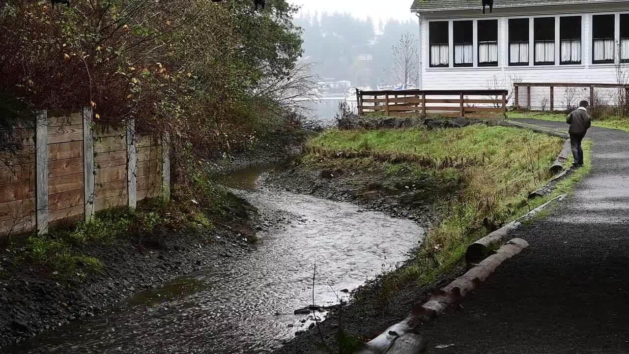Timing is everything for salmon culvert work on local creeks | Tacoma ...