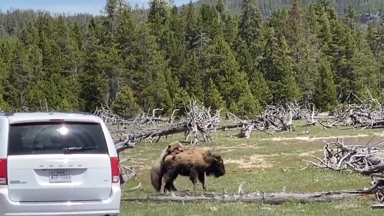 Yellowstone grizzly attack on bison caught on video | Idaho Statesman