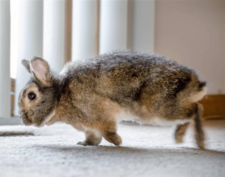 House rabbits looking for love | The Kansas City Star