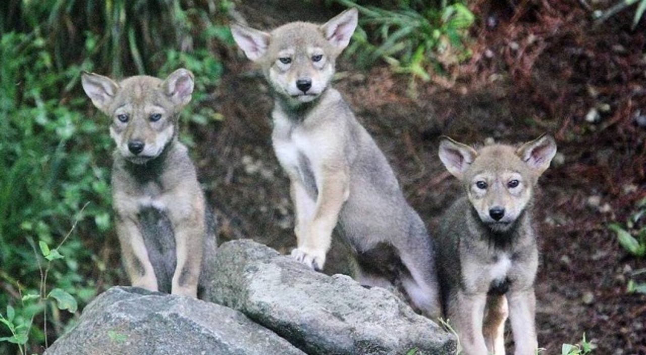 Red wolf hunting: US Fish and Wildlife calls for open hunting of ...