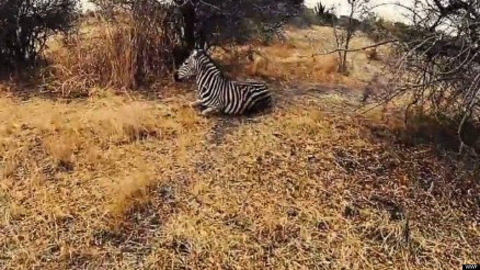 Zebras On The Run For Months In Maryland Have Been Captured | HuffPost ...