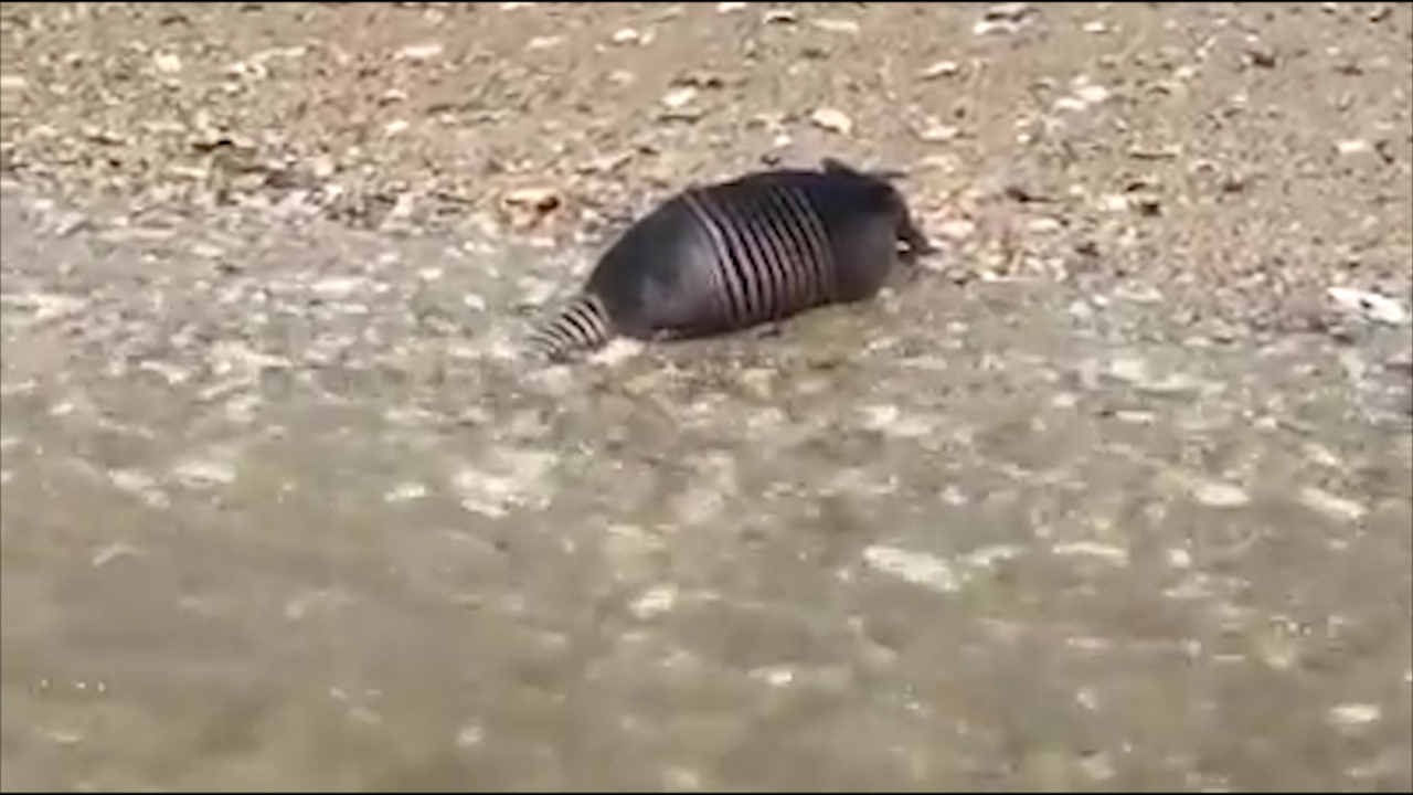 Video: Watch armadillo swimming in ocean off SC island | Charlotte Observer