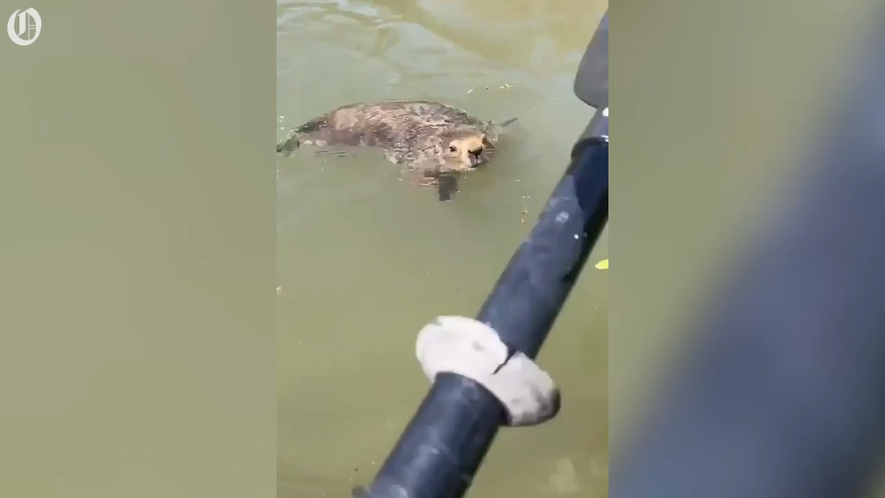 Groundhog caught swimming in Tennessee river: video | The State