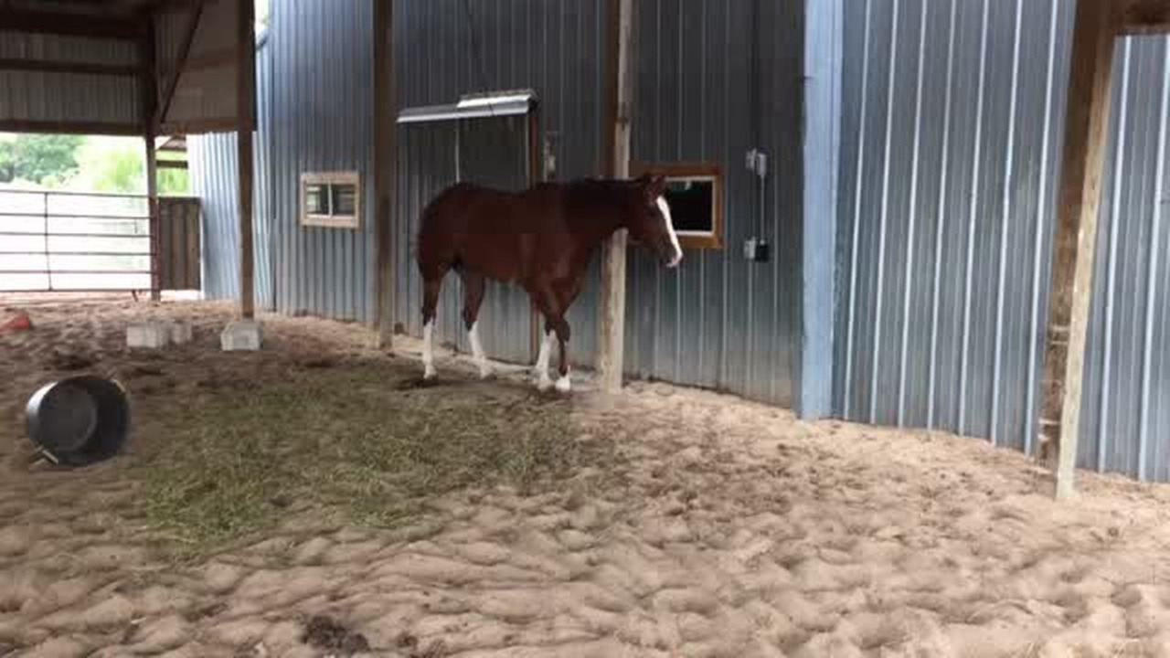 C-Arrow Stables recovering after fire | Wichita Eagle