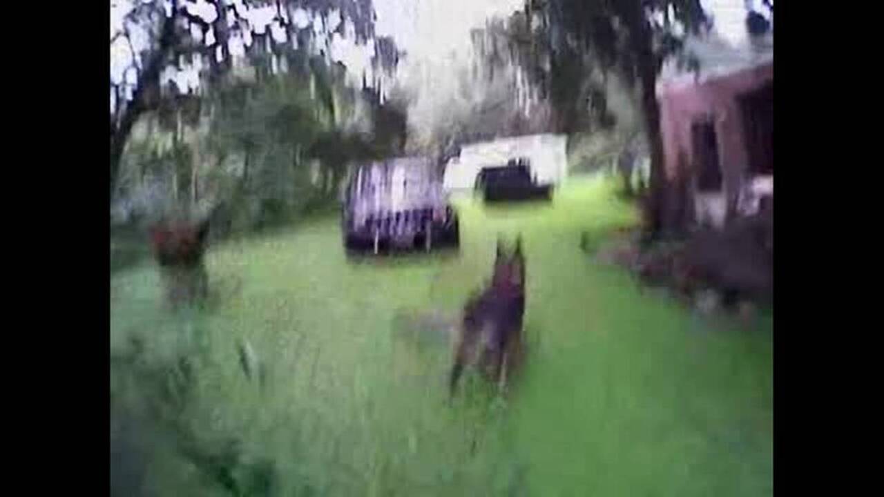 Bodycam video shows police dog chasing, catching suspect | Bradenton Herald
