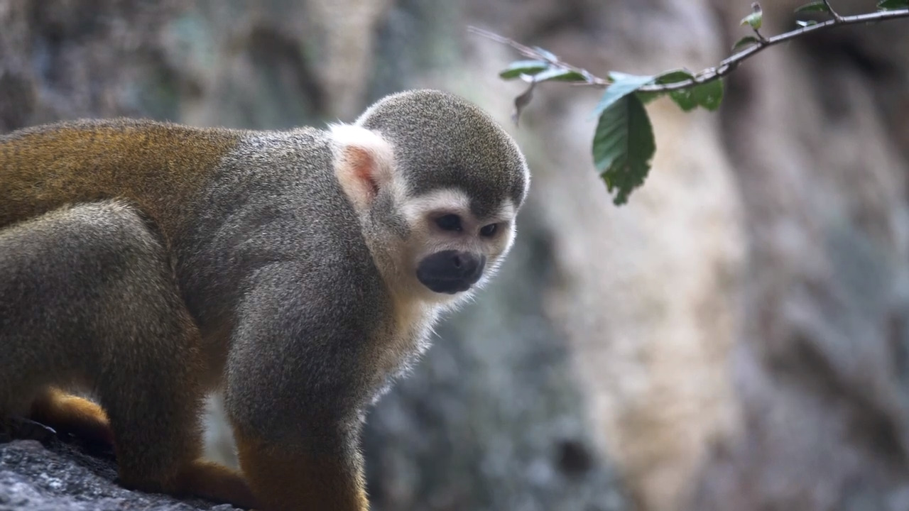 Galt CA sanctuary to be home to former research monkeys | San Luis ...
