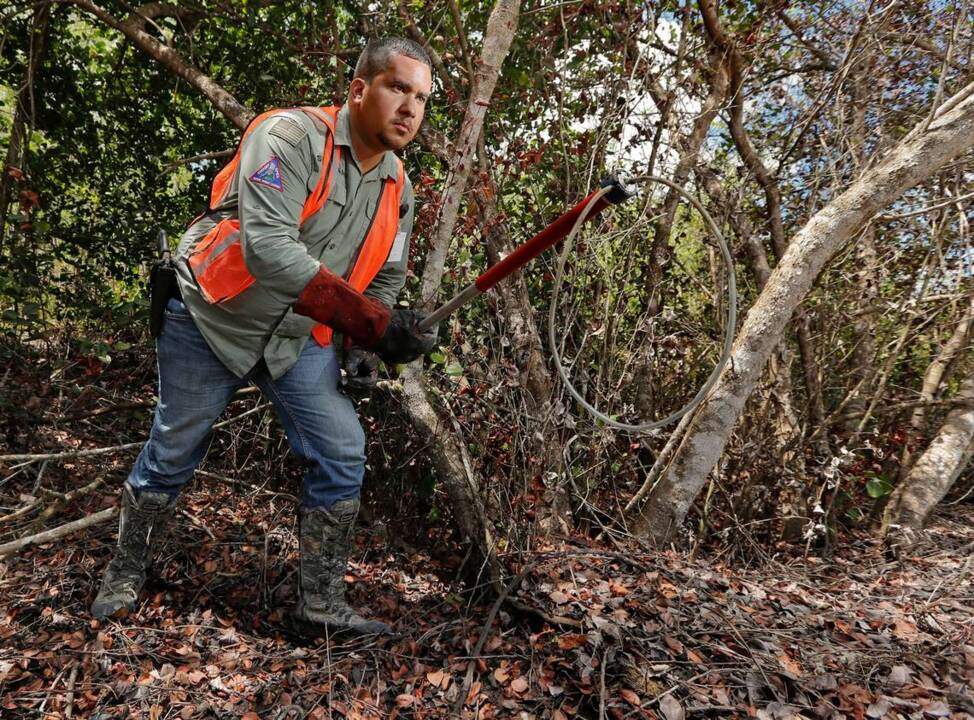 Government-paid hunter tracks invasive Burmese pythons | Miami Herald