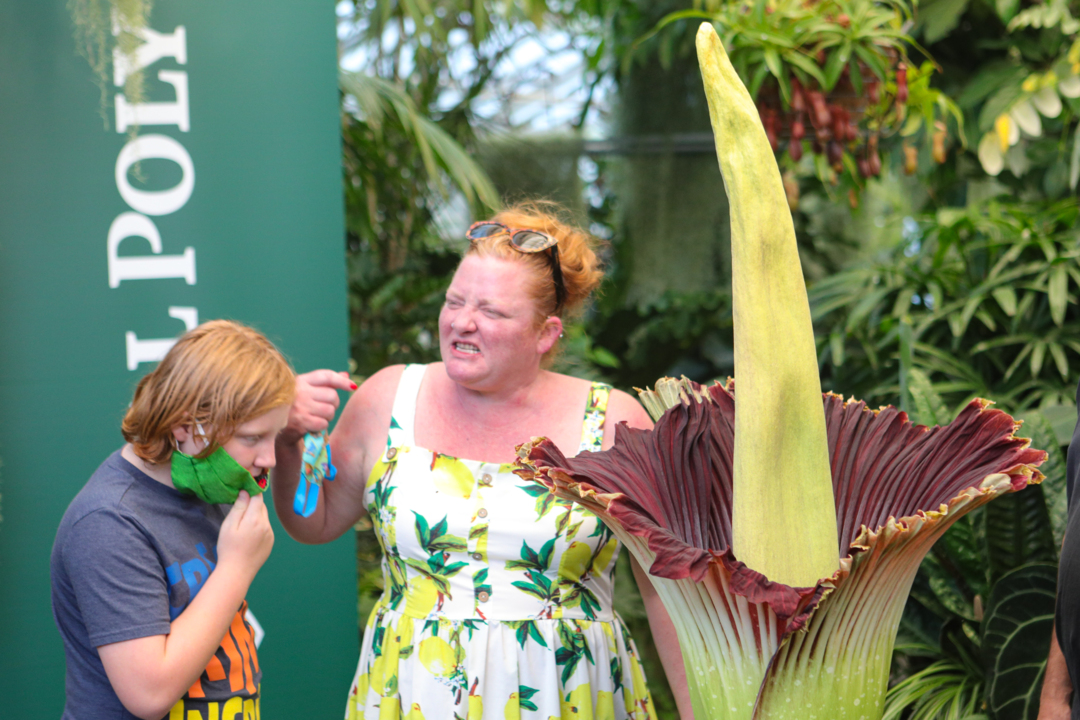 Stinky corpse flower has rare bloom at Cal Poly SLO | San Luis Obispo ...