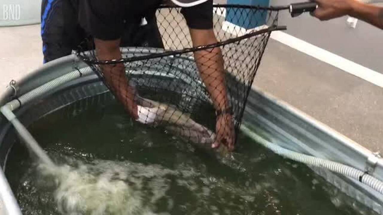 Maui Seafood fish market business opens in East St. Louis IL ...