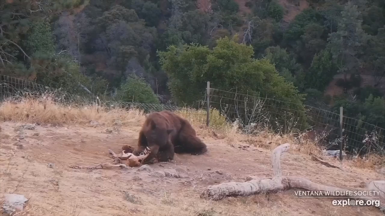 See black bear eat calf carcass on Big Sur CA condor reserve | San Luis ...